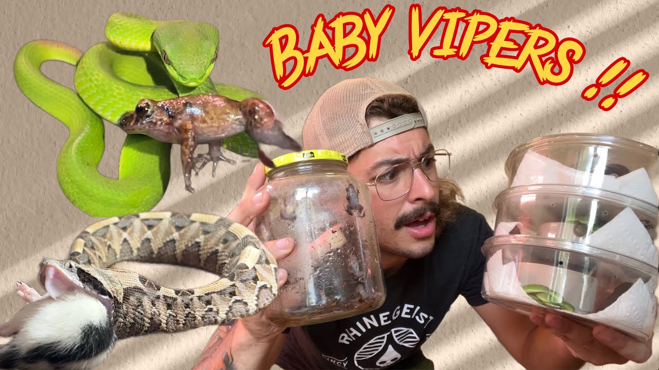 BABY VIPER UPDATE - duffdoesnaturestuff - YouTube