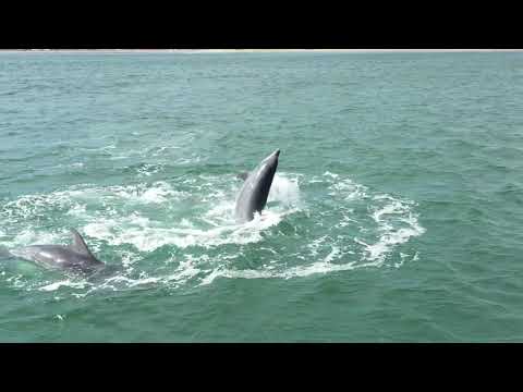 Dolphins in the Tweed estuary, Berwick - YouTube