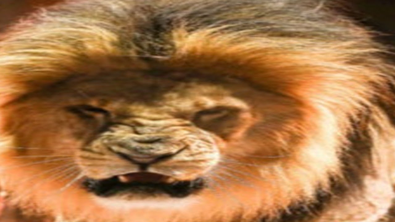 CAMINANDO ENTRE LEONES - YouTube