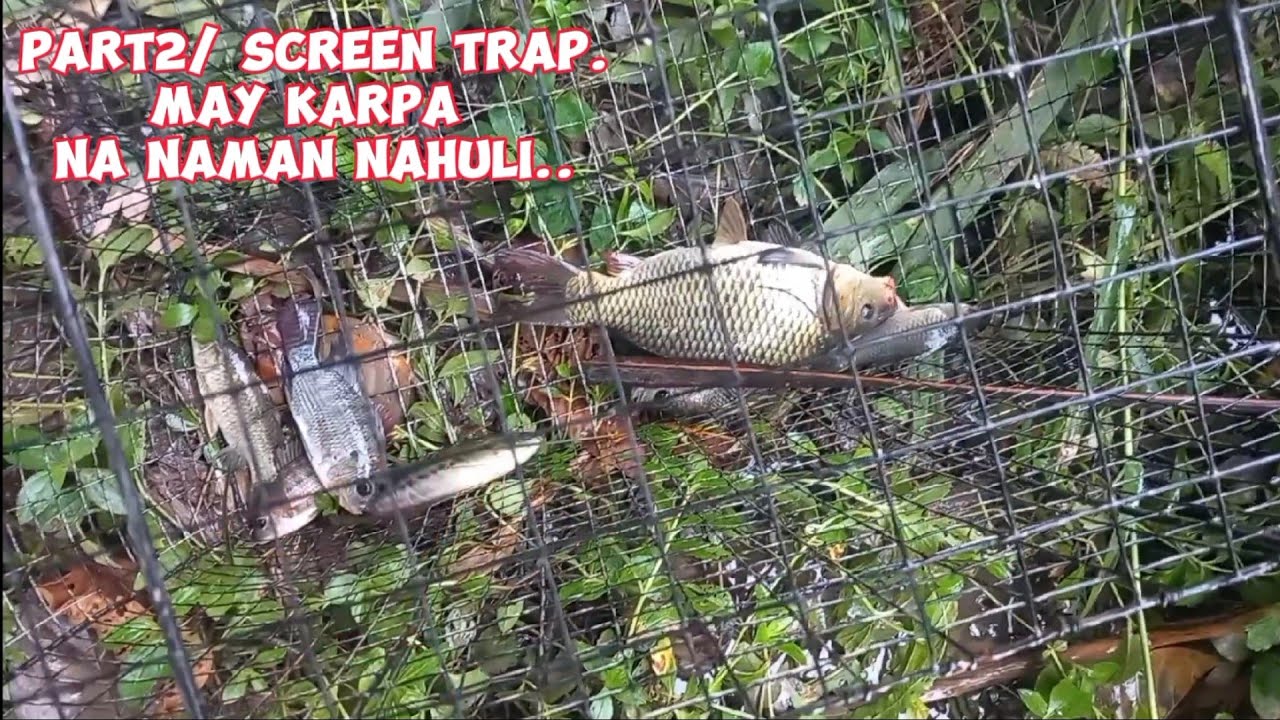part2 / screen trap para sa tilapia.. - YouTube