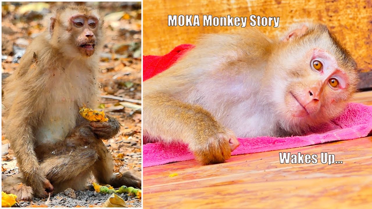 MOKA Monkey Story... Update! After adult MOKA wakes up from sleeping ...