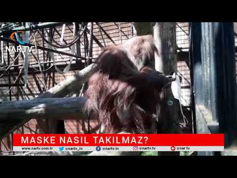 MASKE NASIL TAKILMAZ?