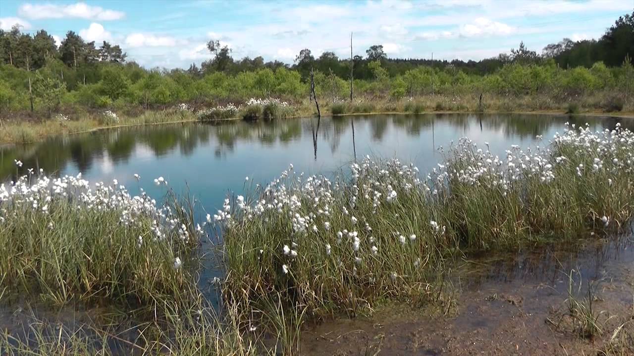 Chartley Moss - YouTube