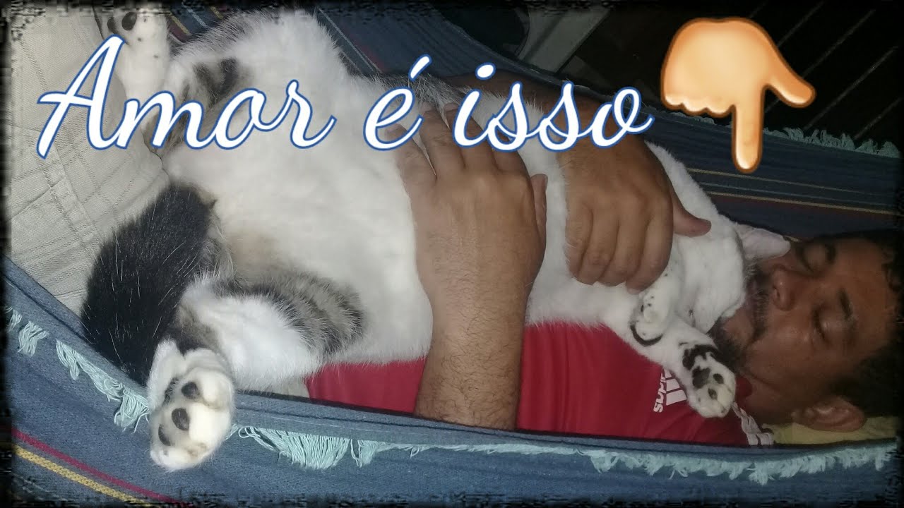MOMENTOS ESPECIAIS DE UM GATO E UM HUMANO HUMANO! - YouTube