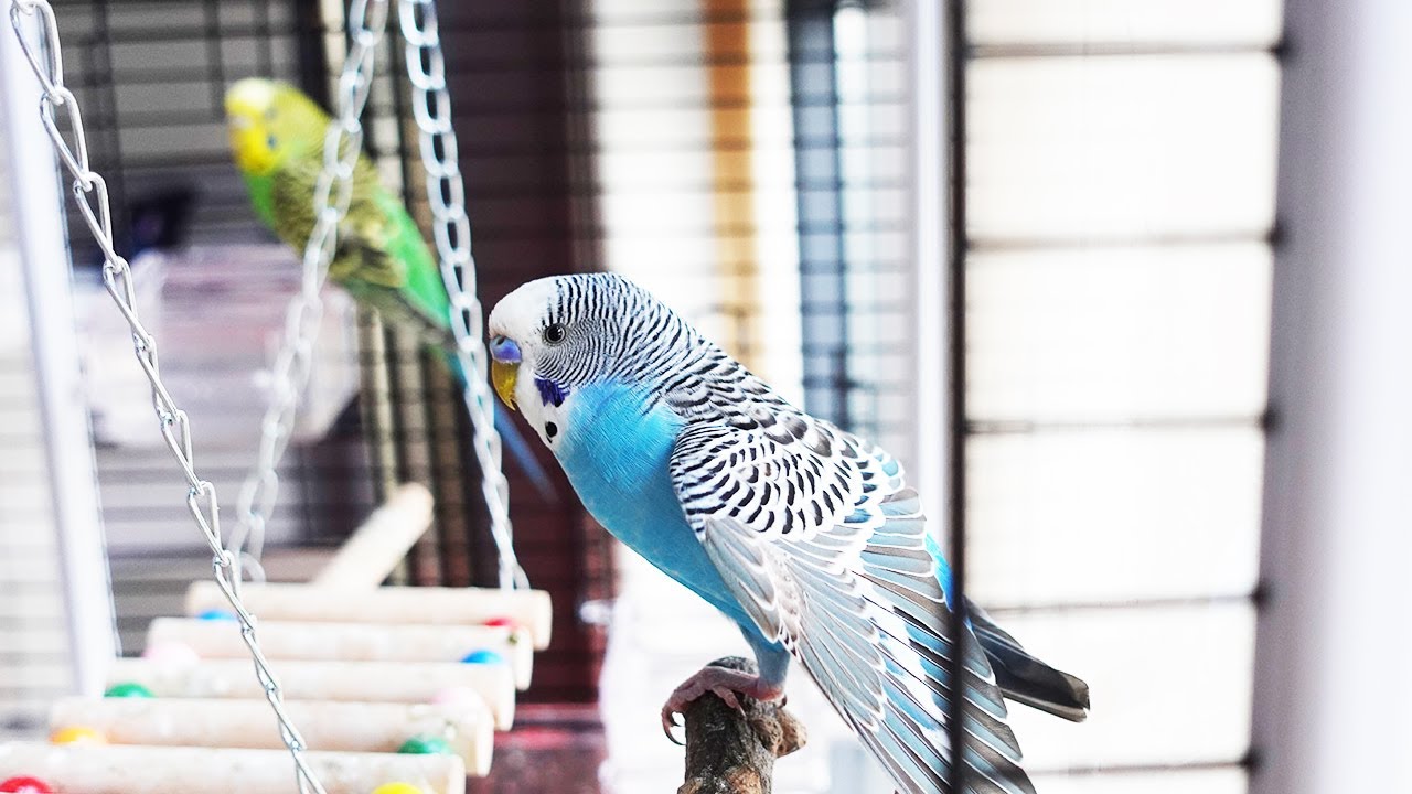 Who is the final winner of the budgie food fight? - YouTube