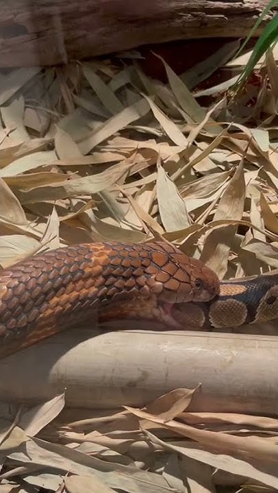 King Cobra Ball Python Feeding 킹코브라 #shorts #kingcobra #cobra #snake # ...