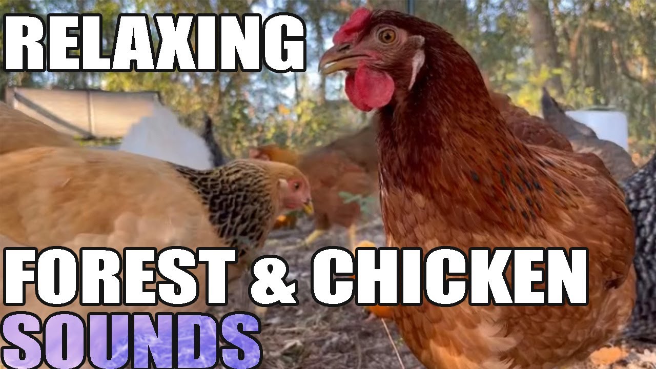 Relaxing Forest | Chicken Sounds - YouTube