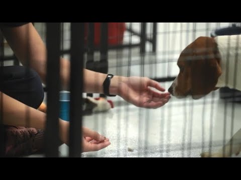 From horror to hope: the Envigo Beagles and animal testing - YouTube