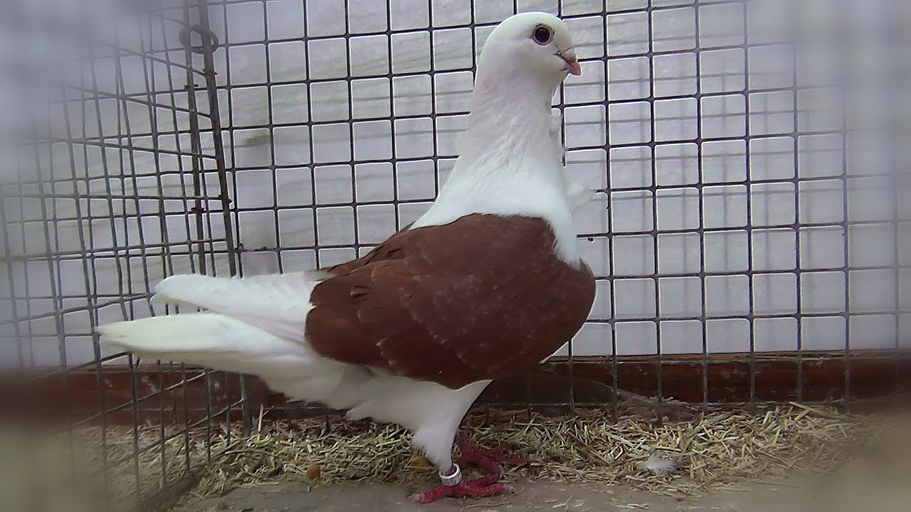 Pigeons Cravatés Français - French Owls - Französische Mövchen - YouTube