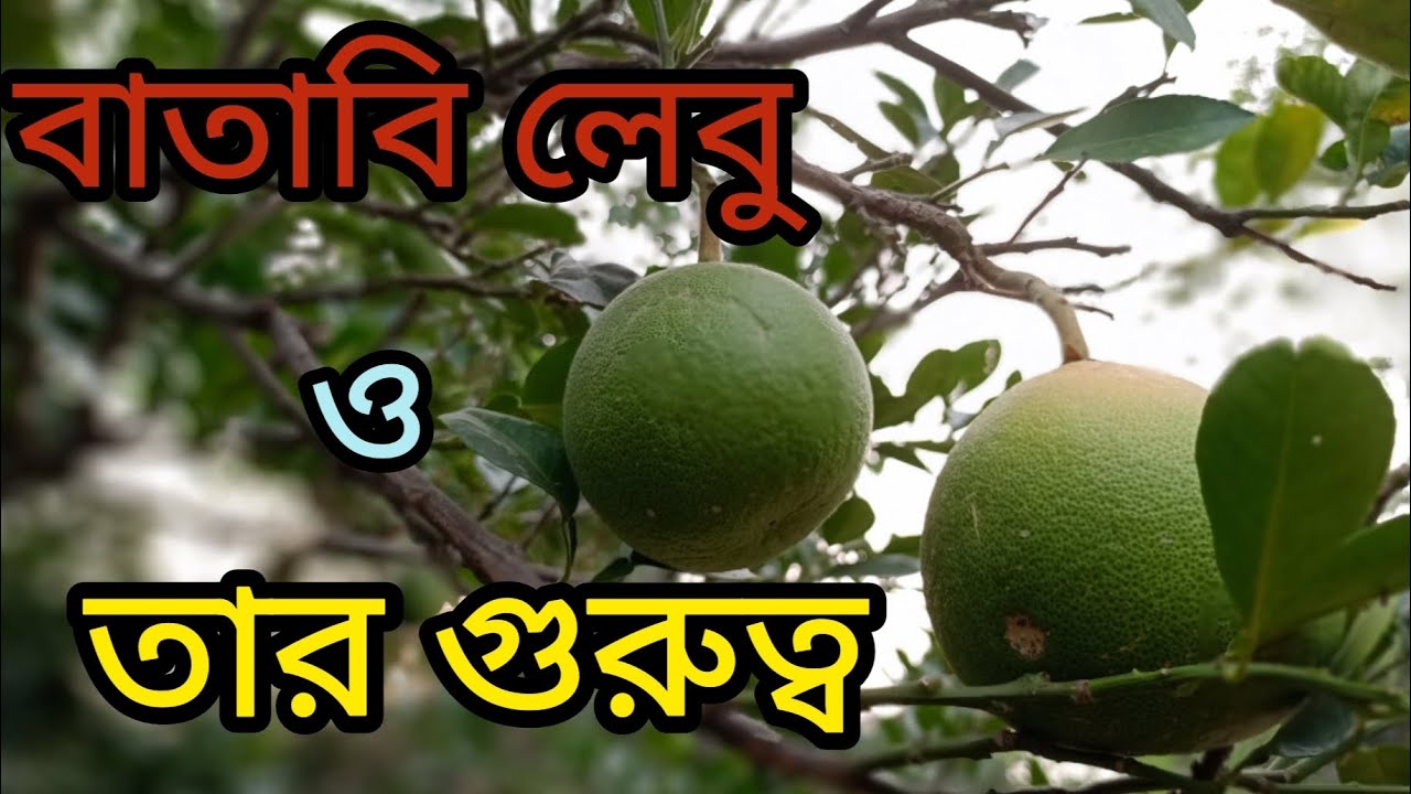 বাতাবি লেবু ও তার গুরুত্ব ।। batabi lebur gurruto ...