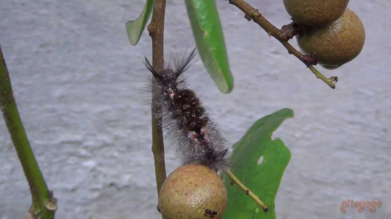 Longan Pest ( Hama pada tanaman buah lengkeng ) - YouTube
