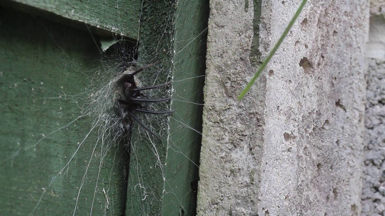 Segestria florentina Tube Web Spider rushing out of its web to catch ...