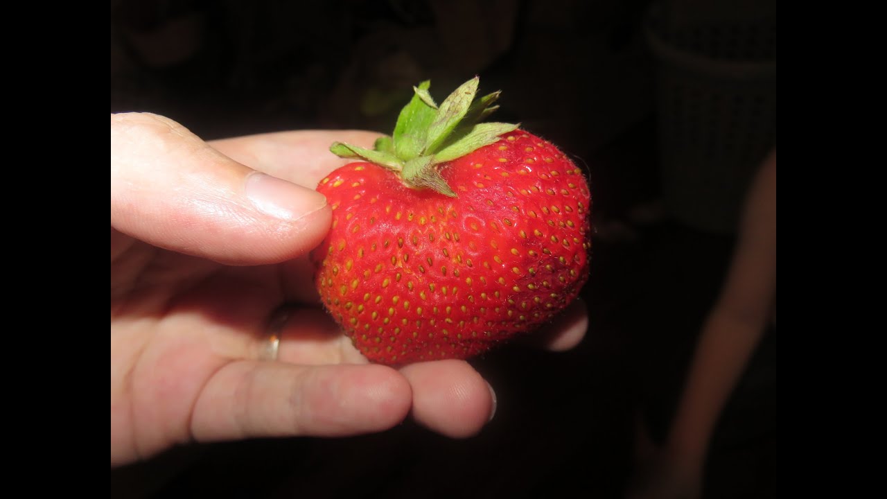 🍓HOLY MASHED POTATOES! - YouTube
