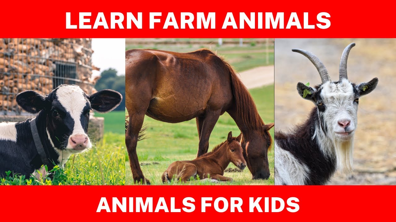 Learn Farm animal names in English with picture and real animal video ...
