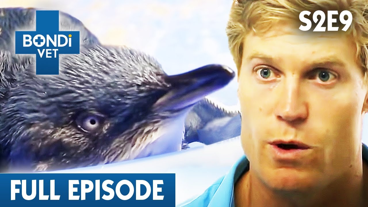 Little Penguin Cannot Stand Up 🐧 | Bondi Vet Season 2 Ep9 | Bondi Vet ...