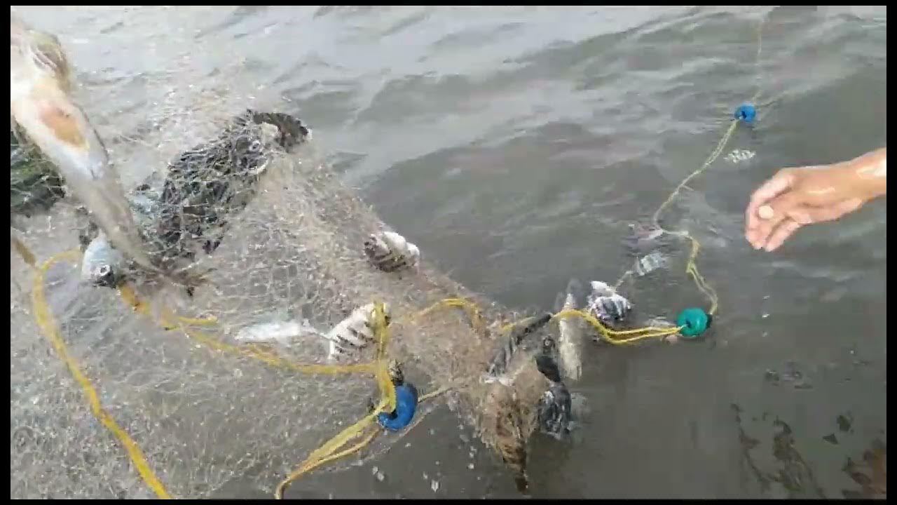 ANONG MGA ISDA ITO??NAHULI NAMIN SA RECLAMATION AREA NG MANILA BAY!!! - YouTube