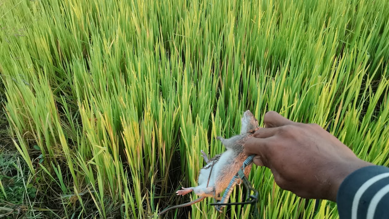 Mice trapping activities in dry rice #animals #animals #mice #snake ...