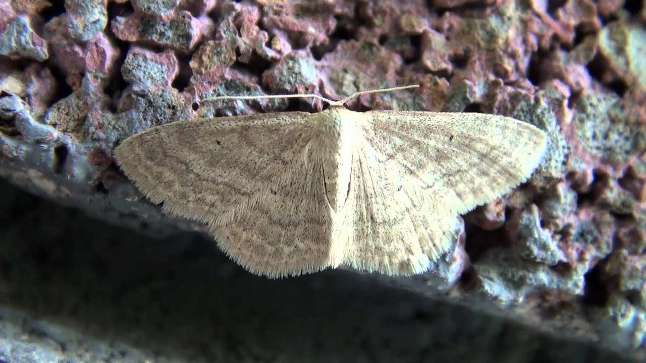 Soft-lined Wave Moth (Geometridae: Scopula inductata) Dorsal View - YouTube