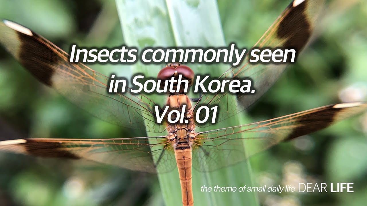 Insects commonly seen in South Korea. Vol. 01 - YouTube