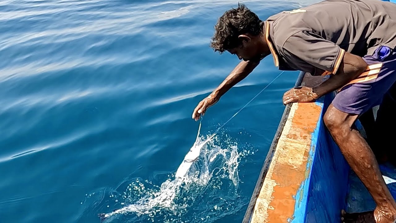 Back to Back Needle Fish Caught in the Sea - YouTube