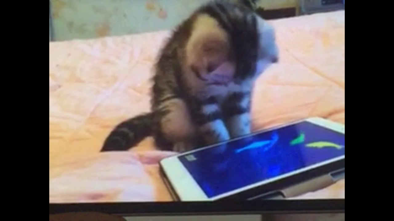 Funny Video of Cute Cat Catch Fish -- Lovely Cats - YouTube
