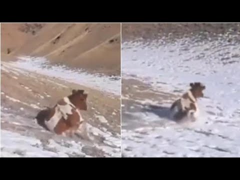 Cow slides down snowy mountain perfectly, viral video will cure Monday ...