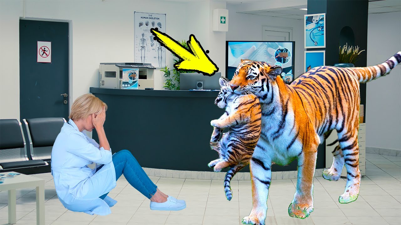 The tiger invaded the hospital, the nurse burst into tears when she ...