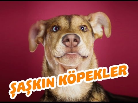 10 harika şaşkın bakışlı köpek fotoğrafı