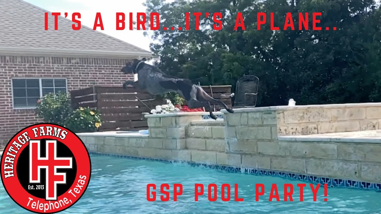 German Shorthaired Pointer Pool Party, GSP Splash Down, Dock Diving ...