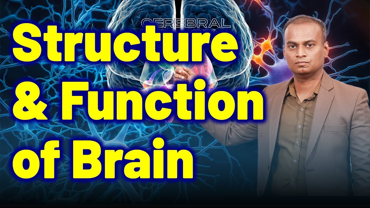 Structure and function of Brain in Cerebral Palsy| Neurology Psychiatry ...