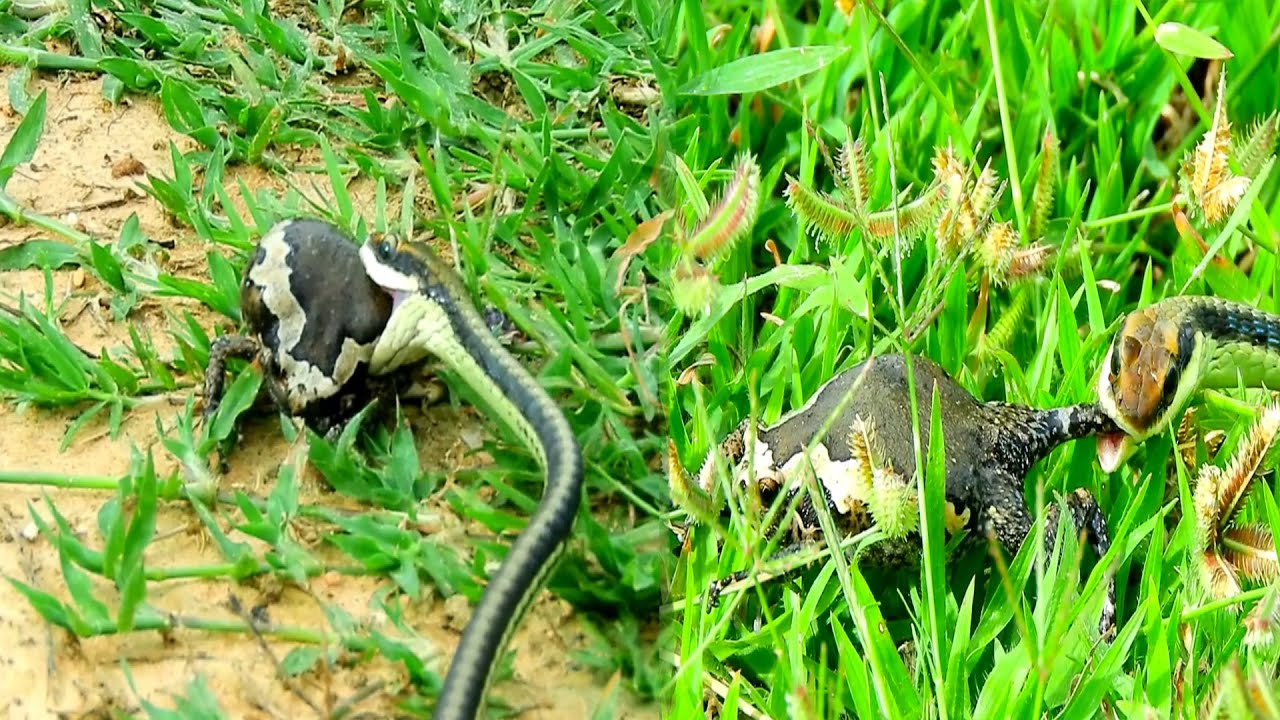 Terrify ! Snake Swallow Alive Toad, Let's See Until End Video - YouTube