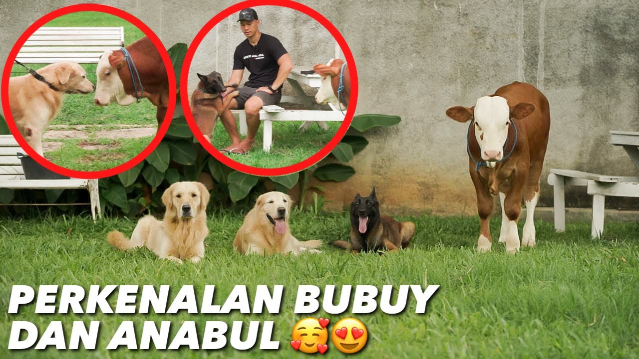 ANAK SAPI KETEMU ANJING! GA NYANGKA BISA GINI.. - YouTube