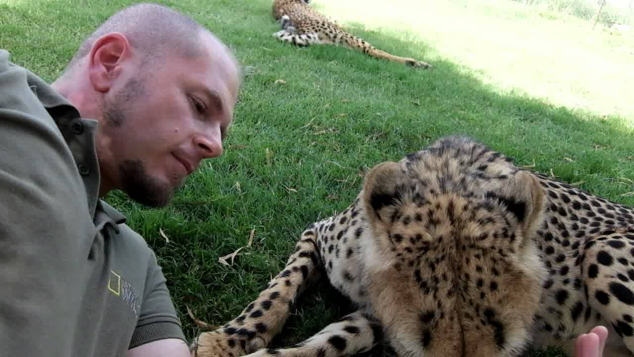 Cheetah Experience: Eden cuddling - YouTube