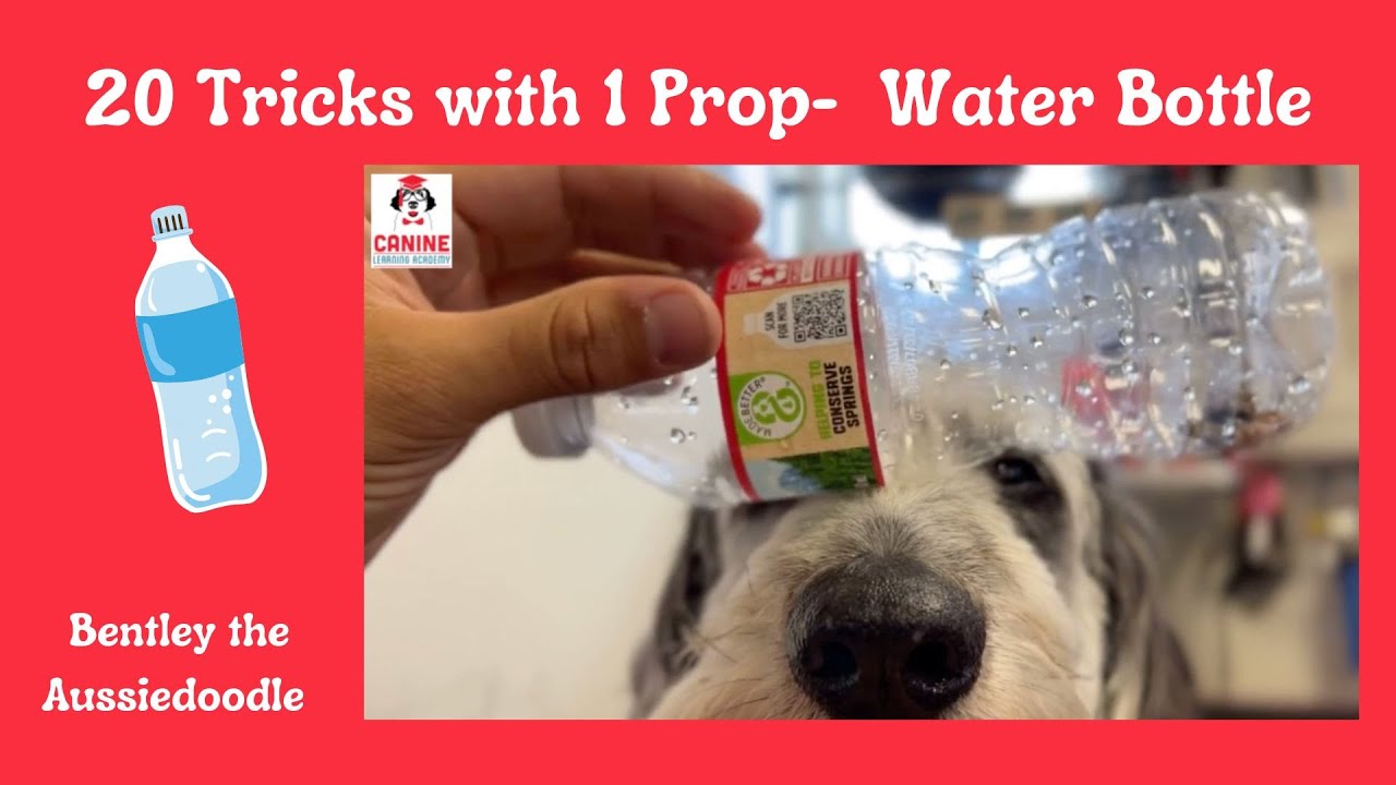 Dog Tricks List