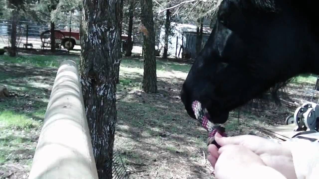 How to use a catch rope on a horse - YouTube