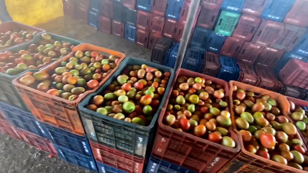 How to do Export of Tomato..?? | How to do Sorting and Grading of ...