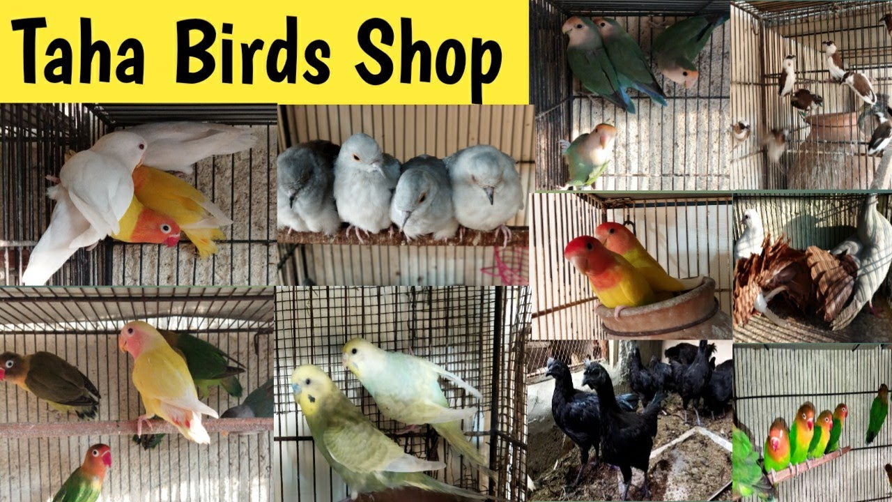 Taha Birds shop Karachi 2022||Lovebirds |Albino|finch|Dove|Java|Pigeons ...