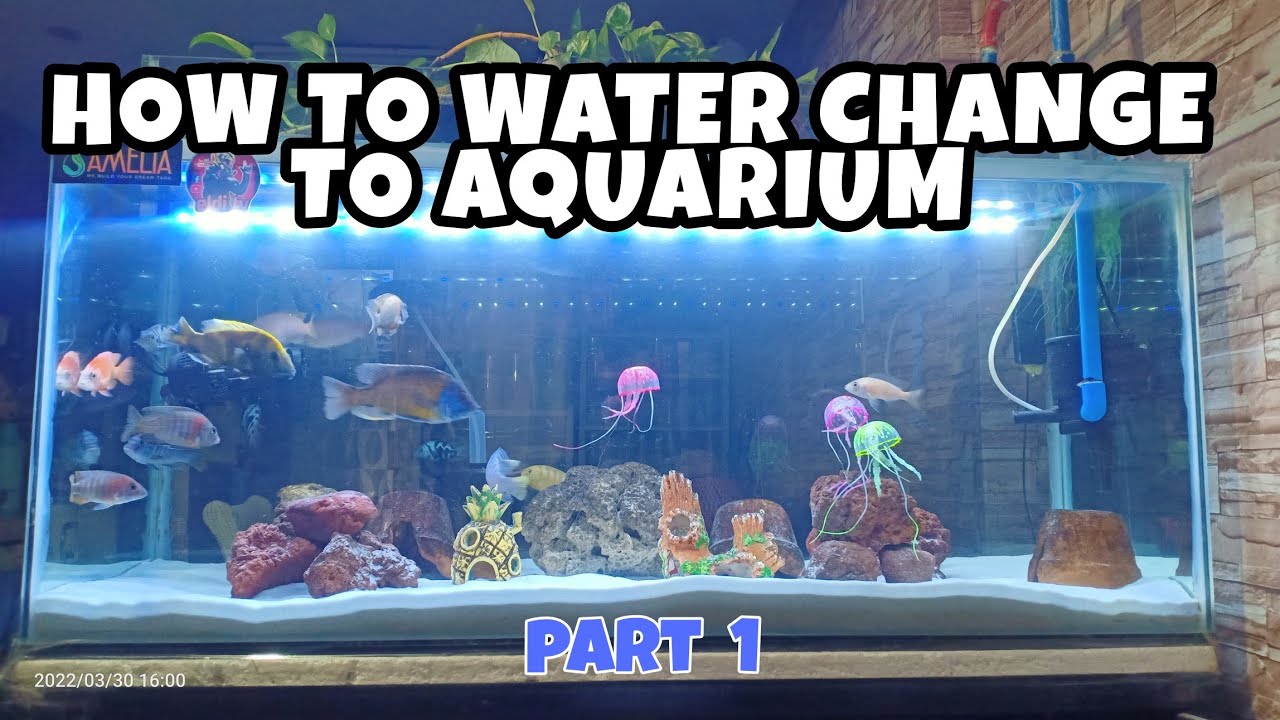 tips for water change of aquarium step by step | how to change aquarium ...