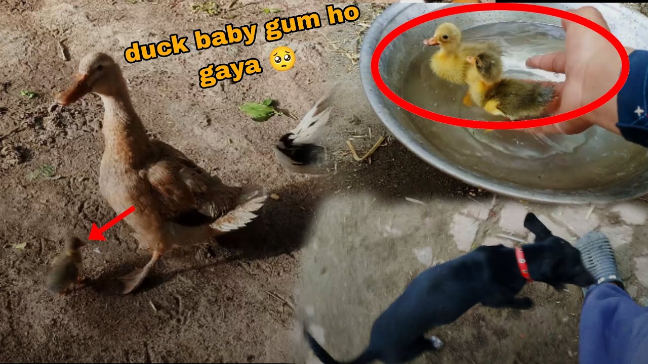 Duck baby gum ho gaya 🥺 or MOTi na attack kar Diya Haider Punjabi Shok ...