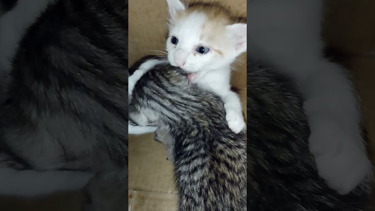 baby cat- fight 🐱-so cute - YouTube