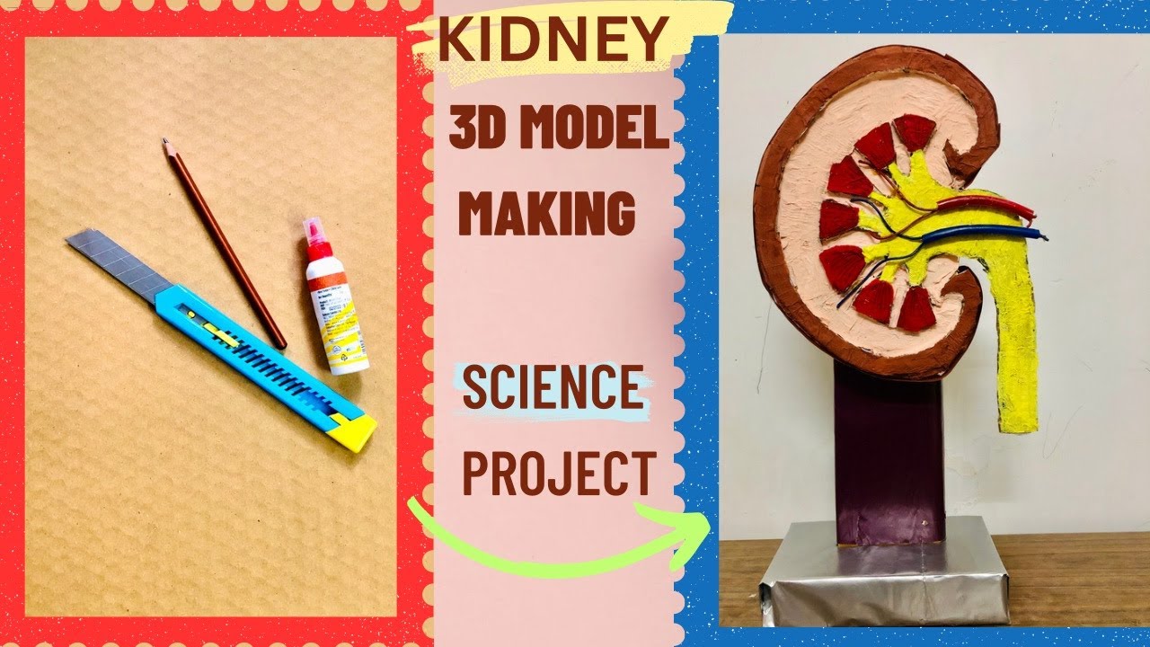 KIDNEY | 3D MODEL |USING CARDBOARD |SCIENCE DAY PROJECT 🥼🧬 - YouTube