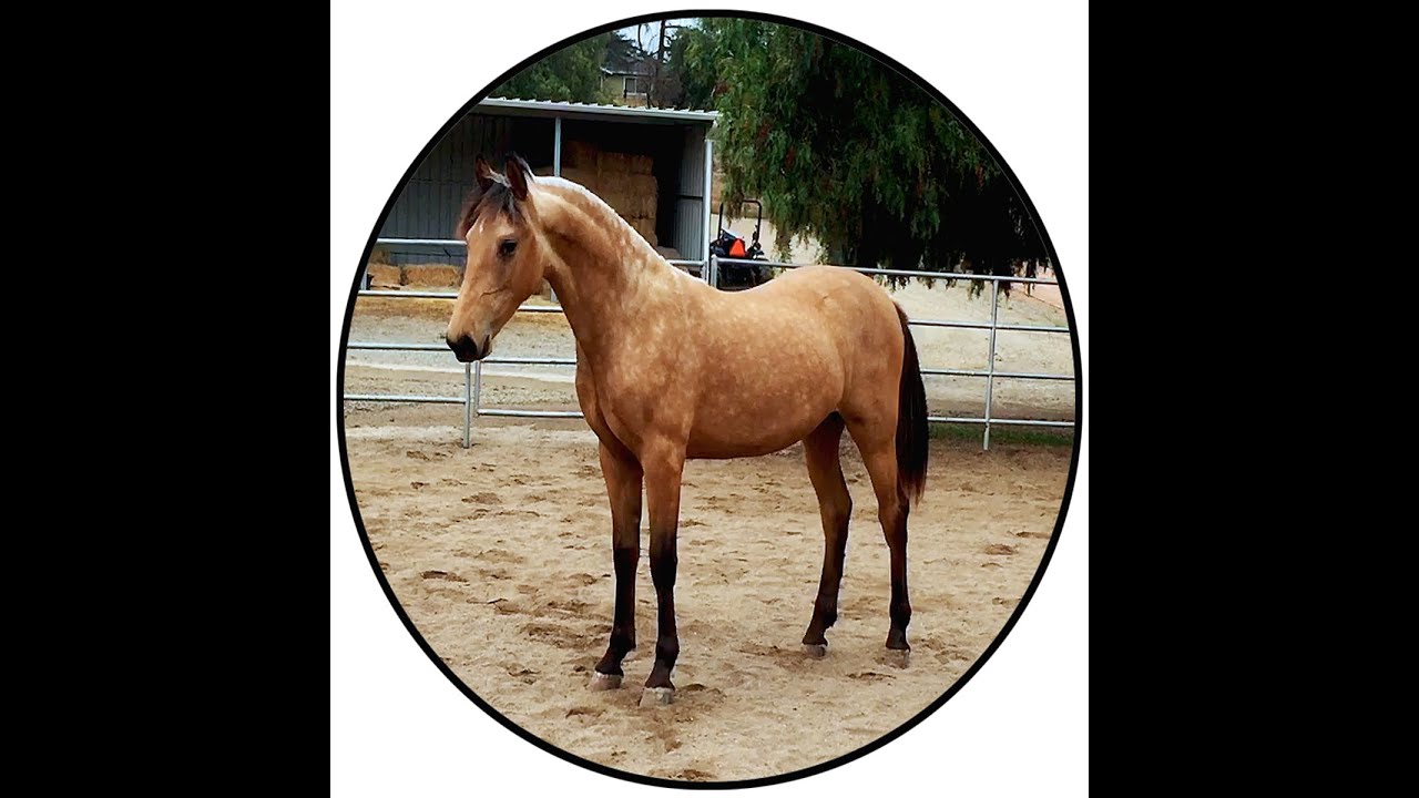 ATMF Windstorm -Registered Morgan buckskin colt SOLD - YouTube