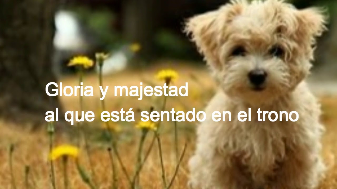 Yo no tengo temor Letra - YouTube