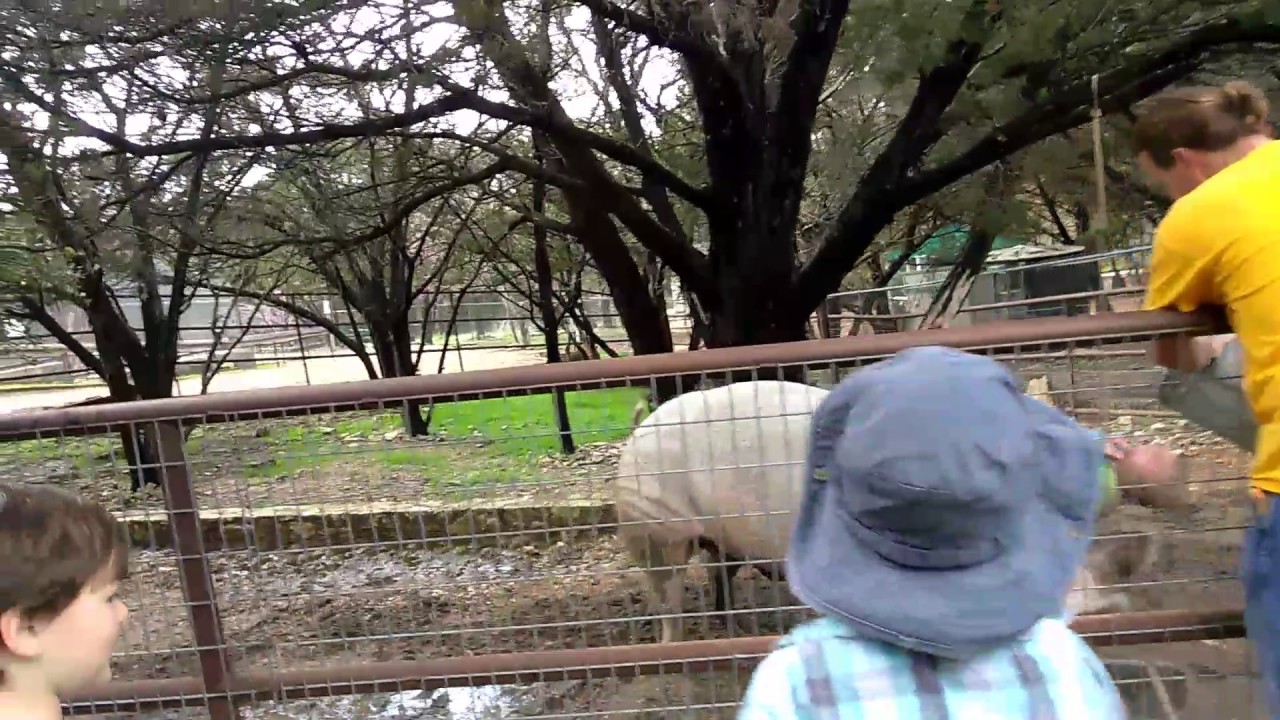 My Encounter with the 1000 Pound Pig! - YouTube