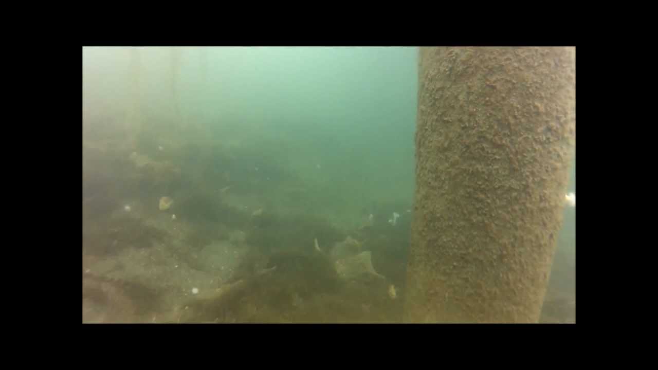 Piling inspection and sea star encounter in Sand Point, AK by High Tide ...