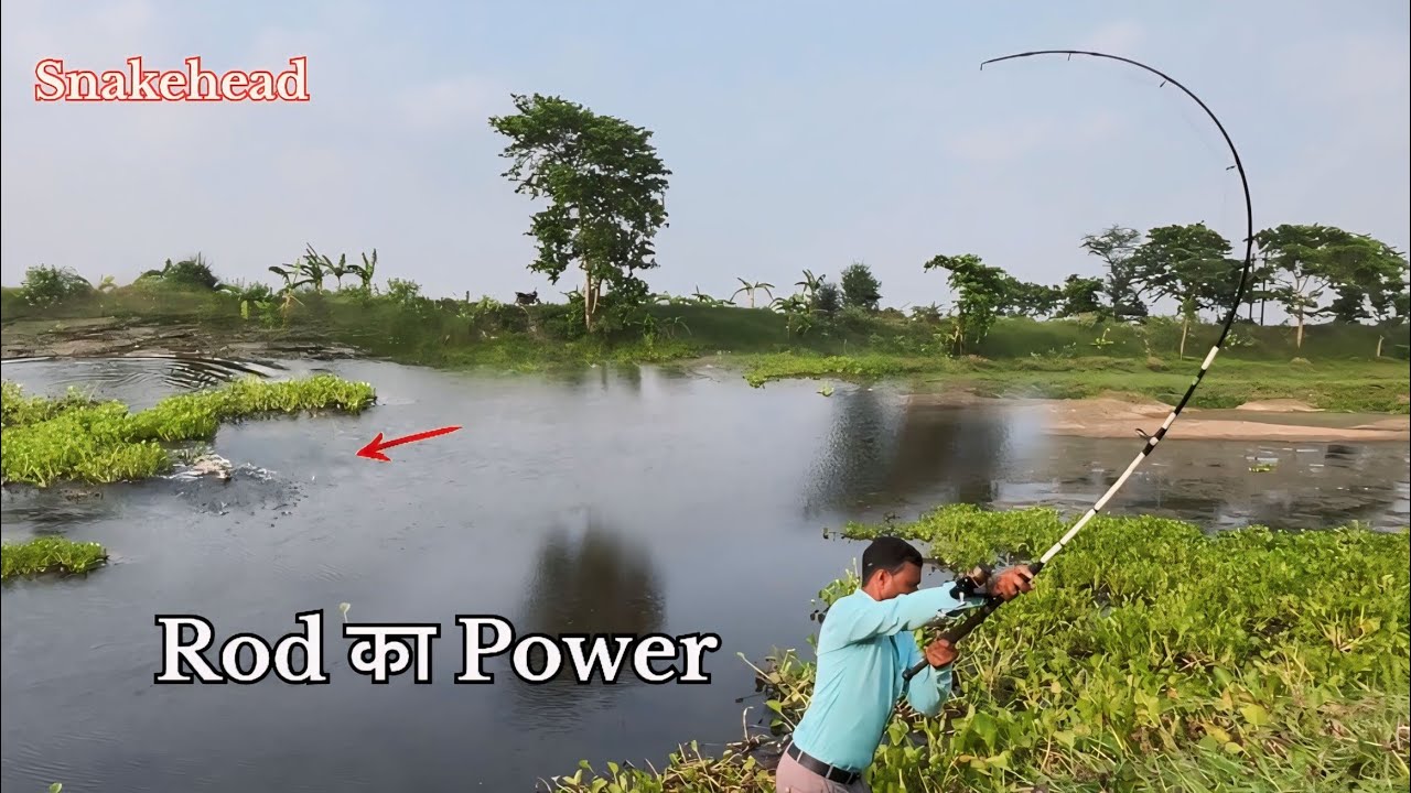 Snakehead rod || Daiwa d wave fishing rod || fishing techniques || saur ...