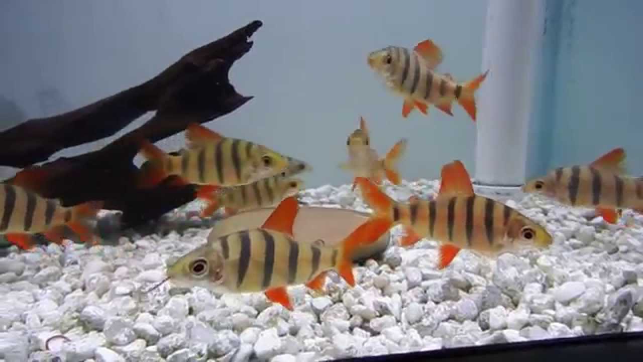 Distichodus sexfasciatus, at www.AquaScapeOnline.com - YouTube