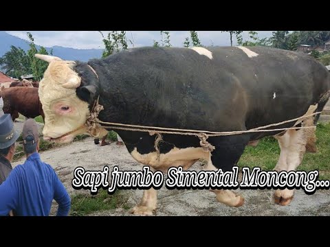 SAPI JUMBO SIMENTAL MONCONG TURUN DI PASAR GRABAK MAGELANG pagi ini ...
