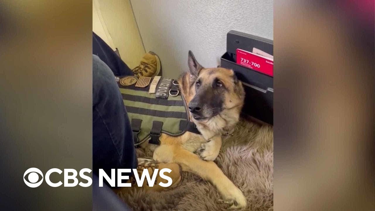 K9 veteran named Kaya receives hero's welcome on flight - YouTube