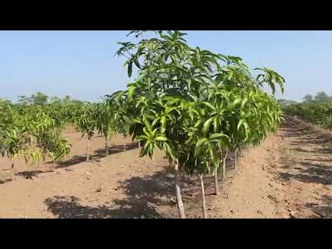 state of devala gir. German mango tree plant station - YouTube